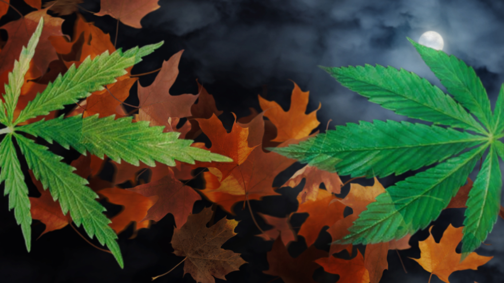 Discover the Perfect Cannabis Strains for Cozy Fall Nights | Medical ...