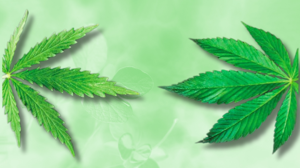 Top Medical Marijuana Strains New Patients Should Know About | Medical ...